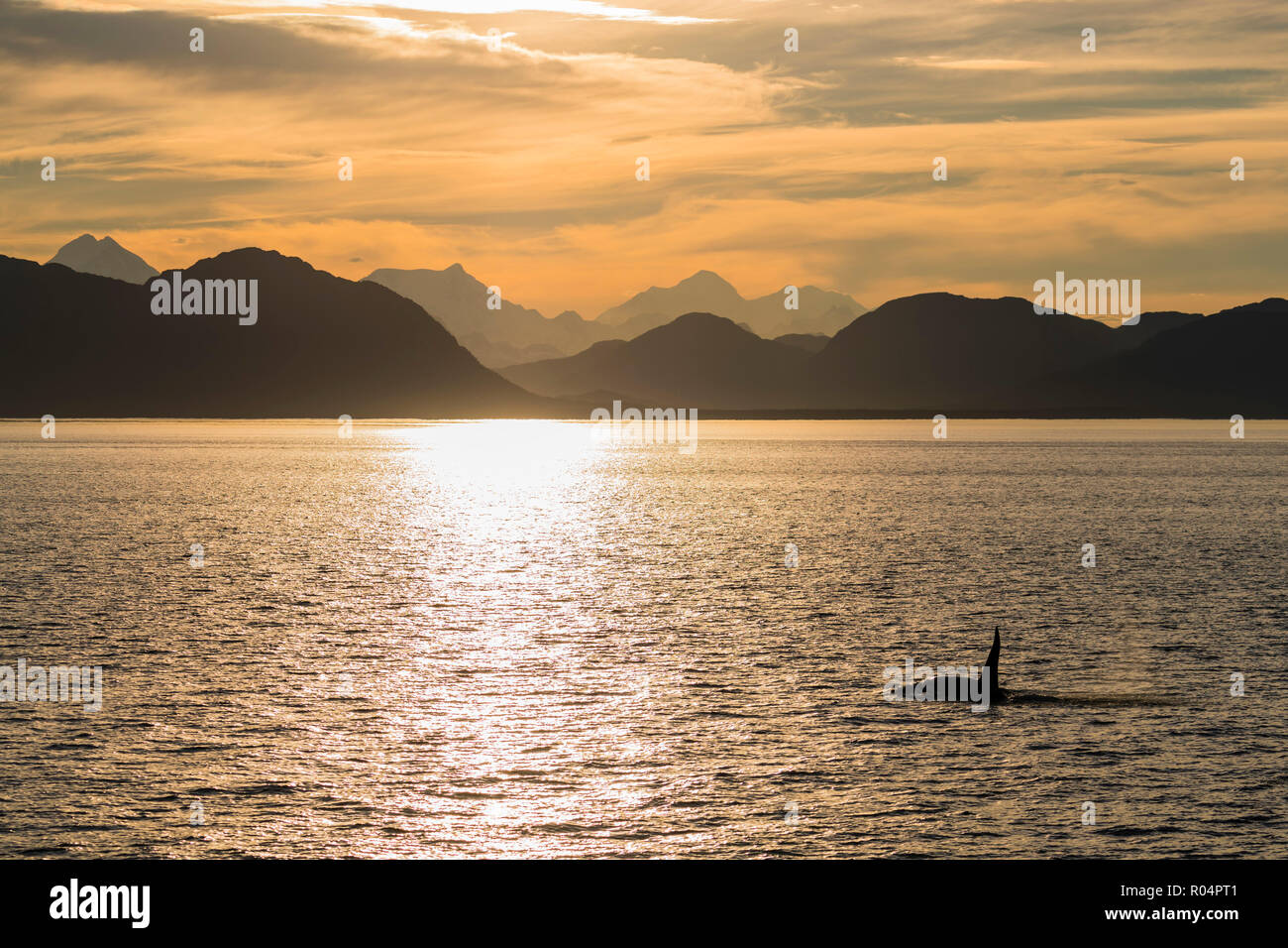 Bull sunset hi-res stock photography and images - Alamy