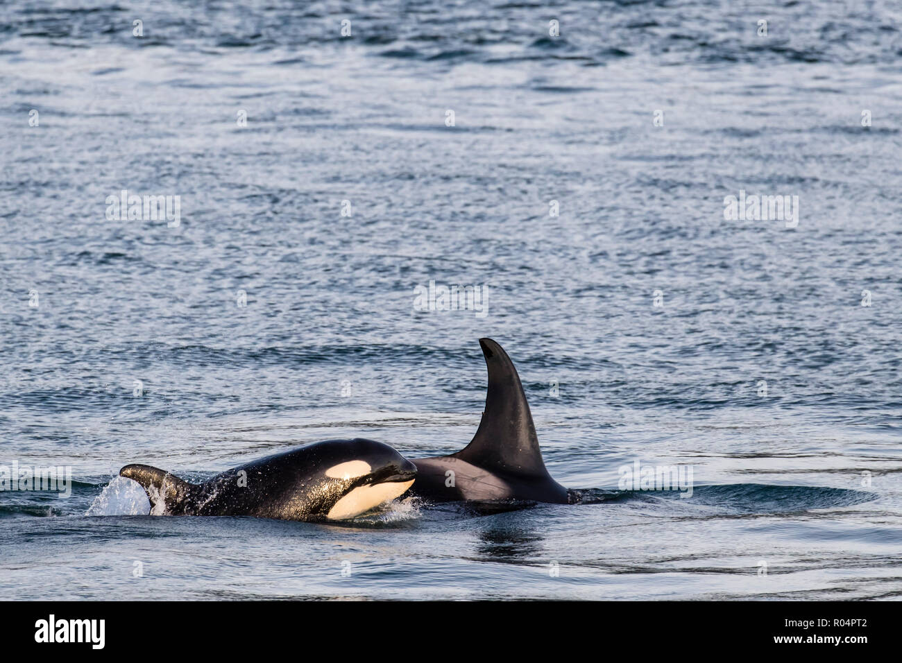 Orca whale and calf hi-res stock photography and images - Alamy