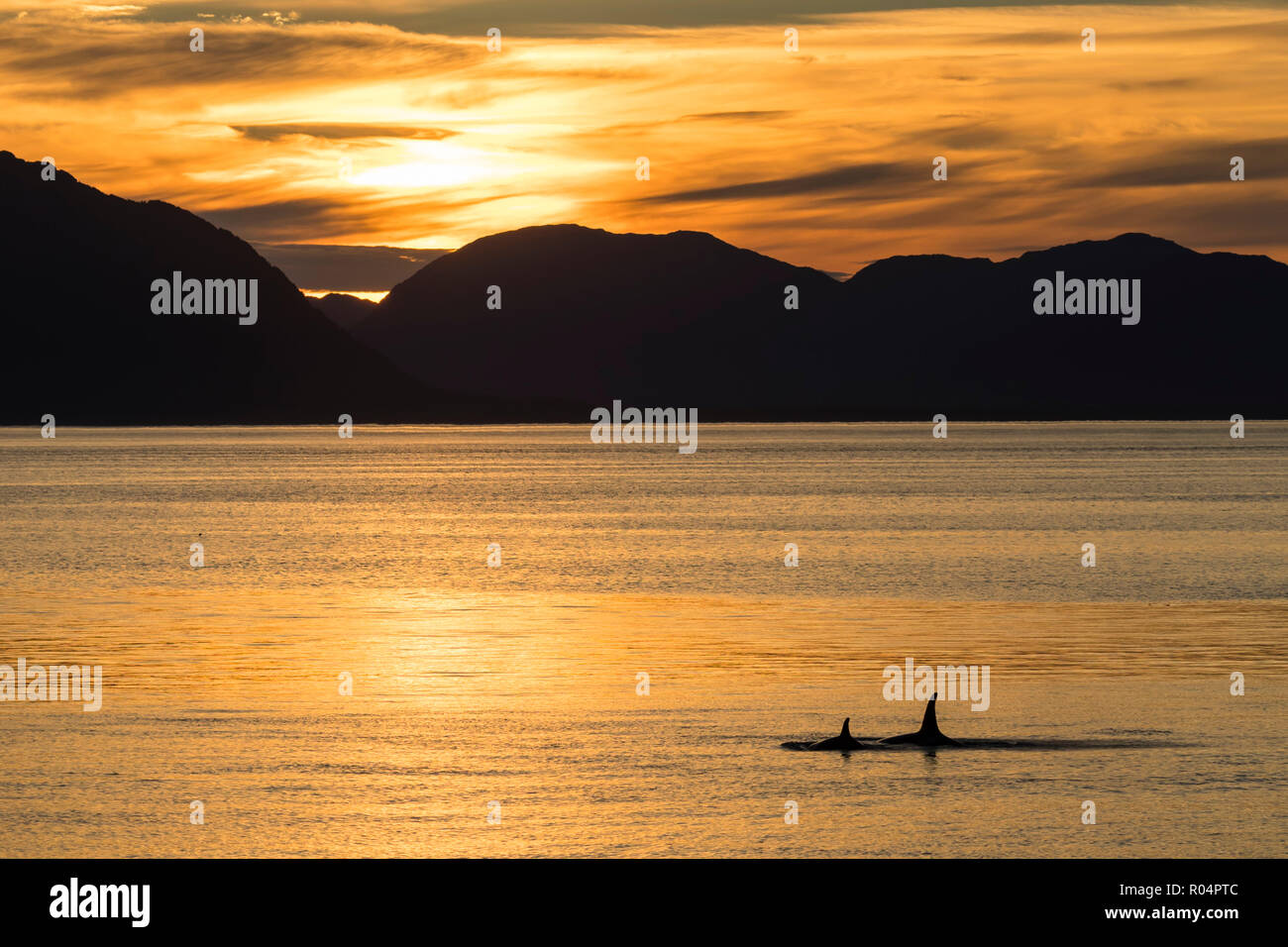 Killer whales (Orcinus orca) surfacing at sunset near Point Adolphus ...