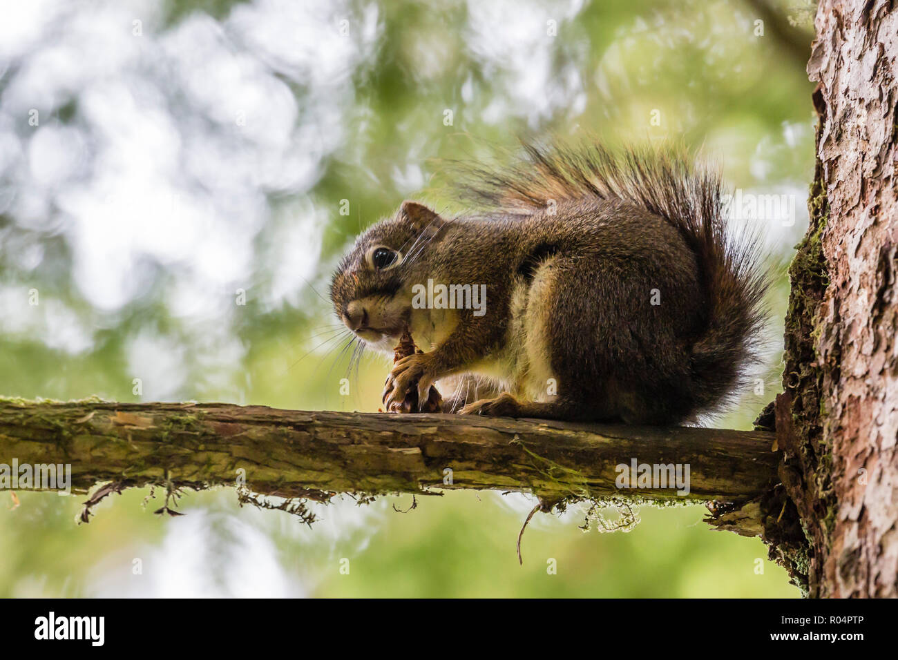 American red squirrel hi-res stock photography and images - Alamy