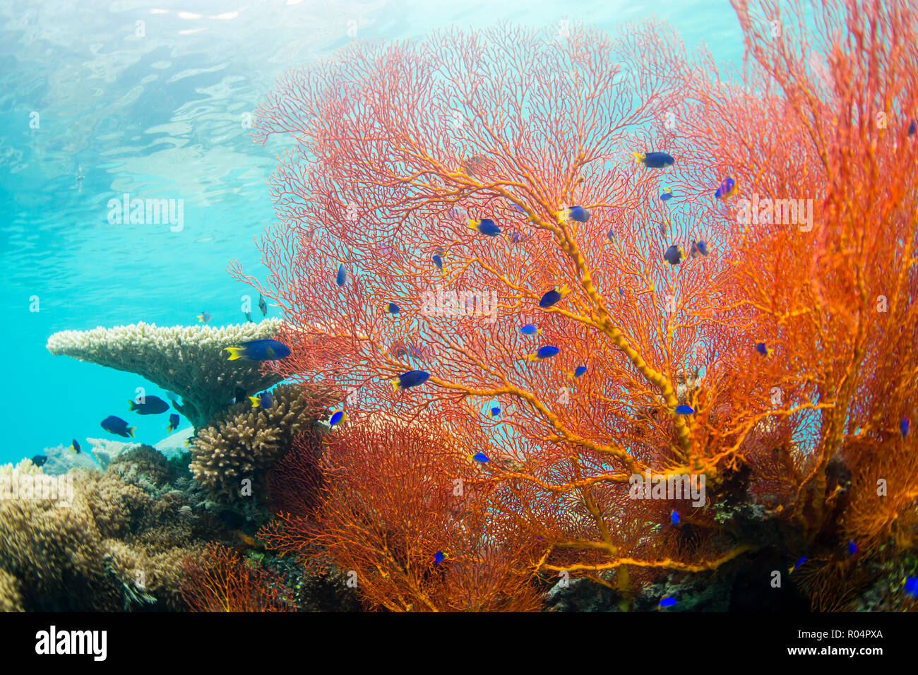 Northern coral group hi-res stock photography and images - Alamy