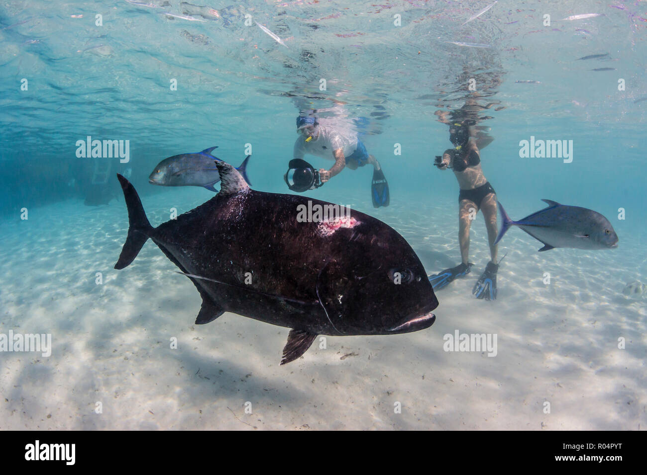 Giant trevally (Caranx ignobilis), with photographer at One Foot Island ...