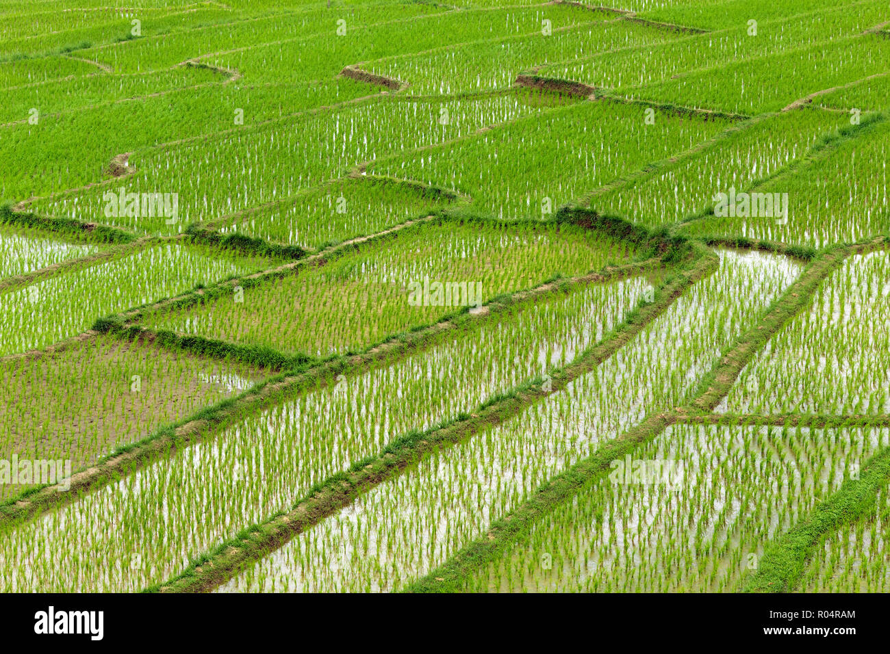 Terrace rice plantation in a Karen village, Thailand Stock Photo - Alamy