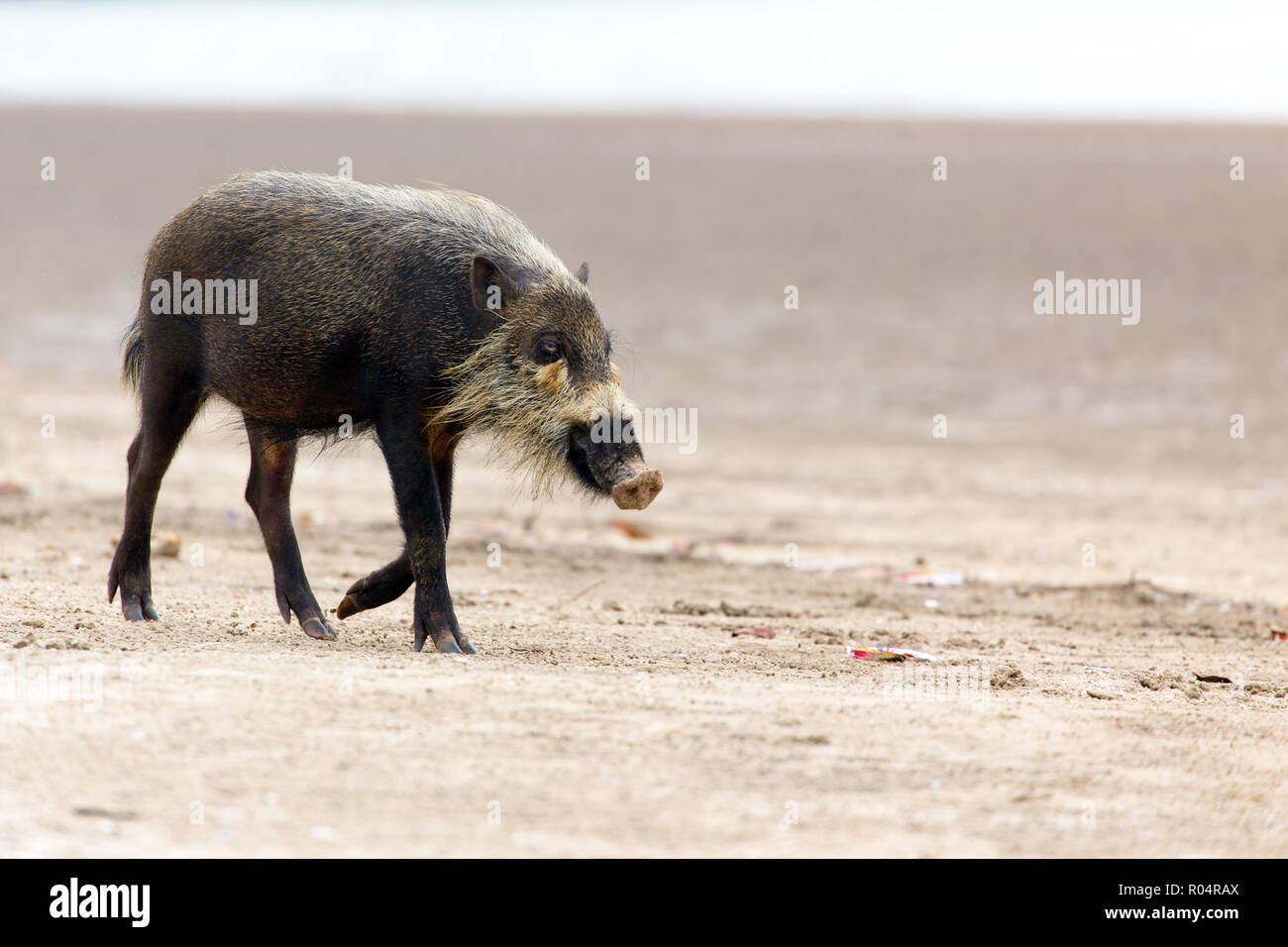 Bearded pig boar hi-res stock photography and images - Alamy