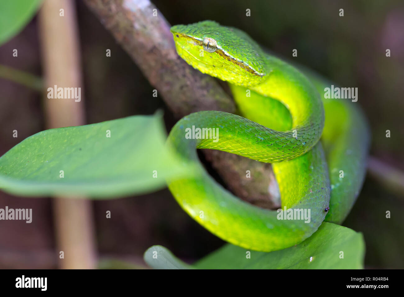 Tropical asian pit viper Tropidolaemus Wagleri in wild Borneo jungle ...