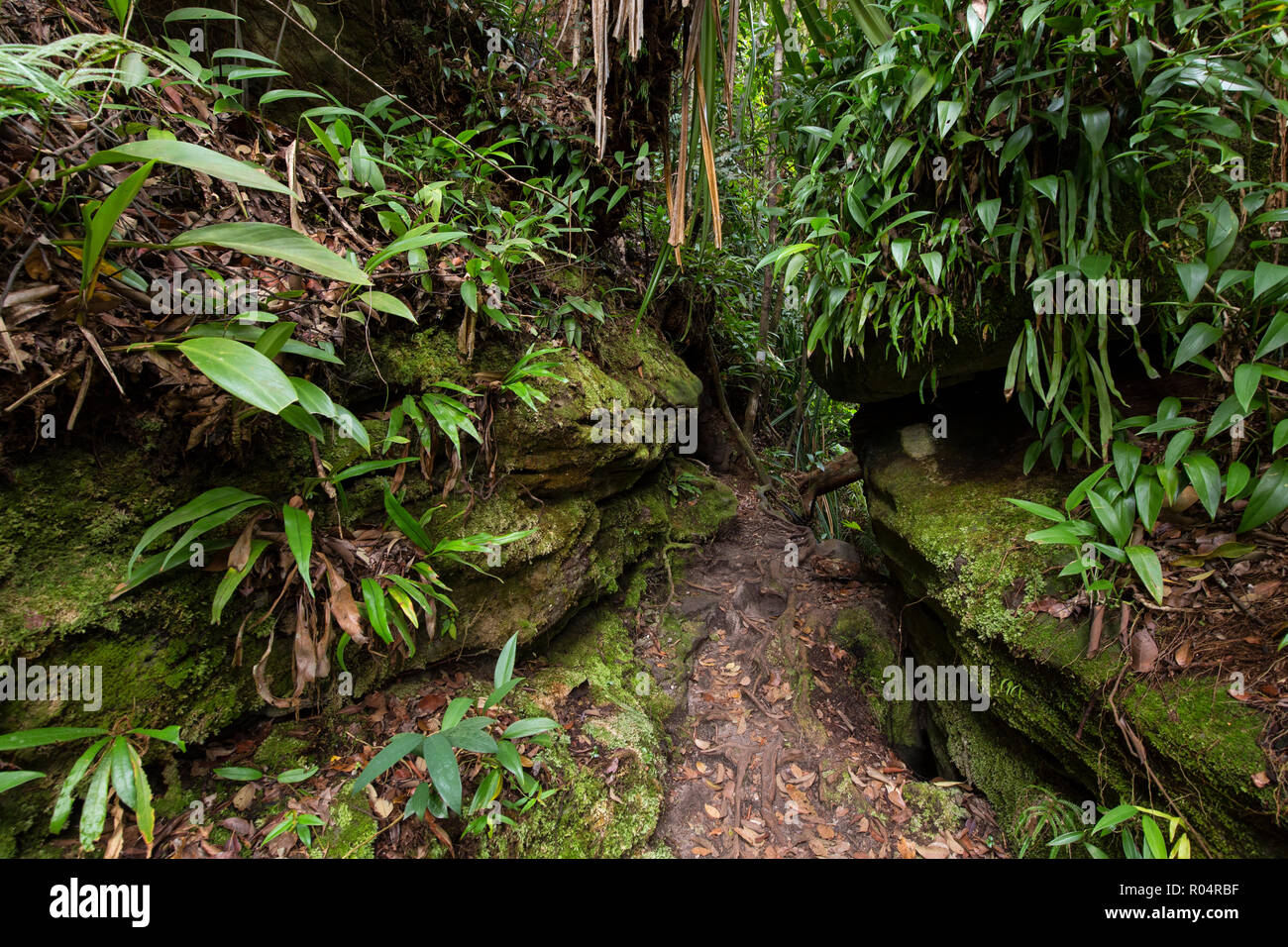 Deep Jungle Wallpaper