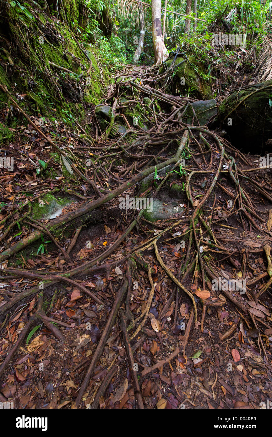 Messy tree roots in the Doi Inthanon mountains, Thailand Stock Photo ...