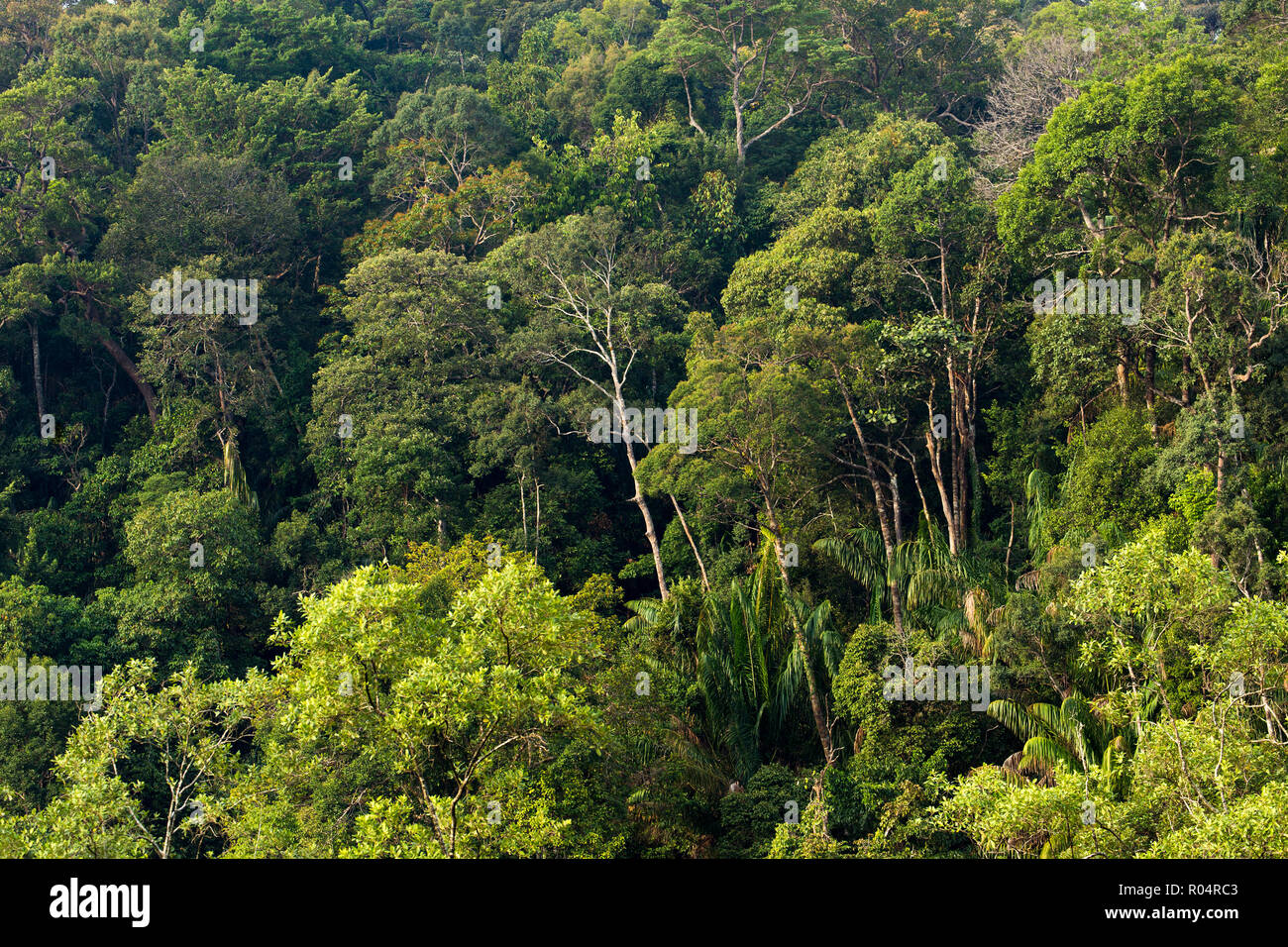 Tropical rainforest in the Bako national park, Malaysia, Borneo Stock ...