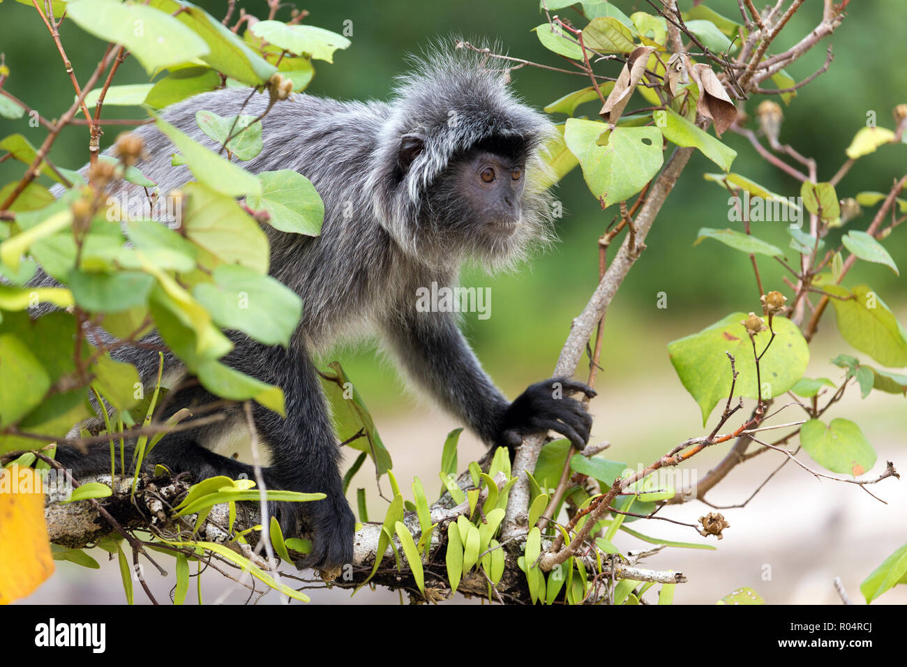 Silvered leaf monkey looking for figs on the tree, Bako National Park ...