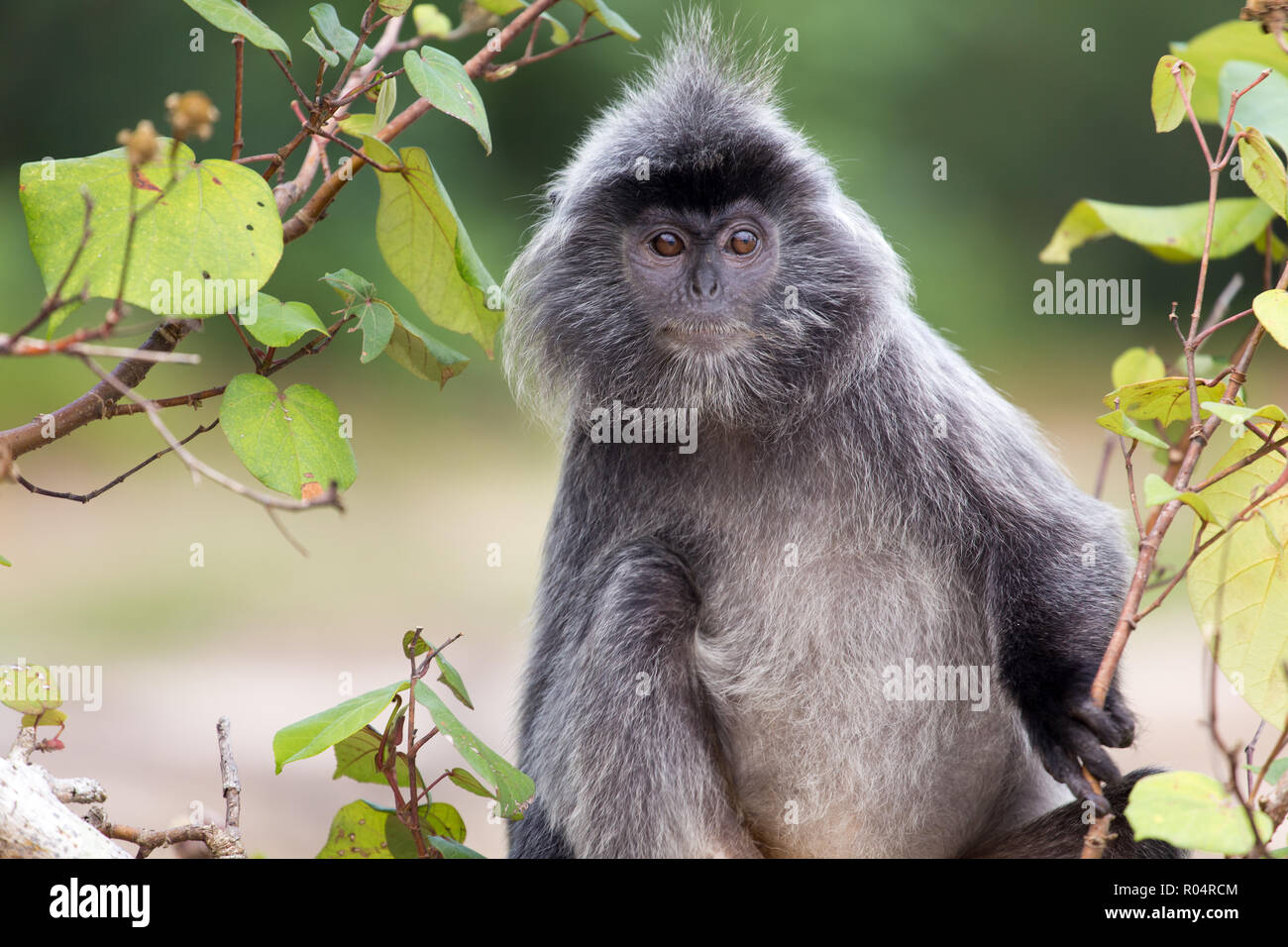 Silvered leaf monkey looking for figs on the tree, Bako National Park ...