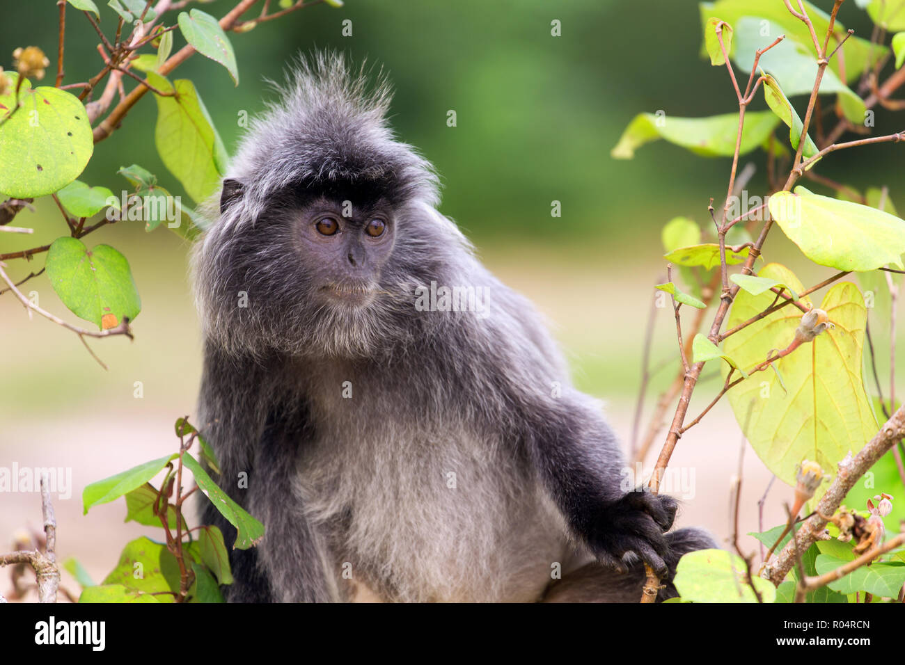 Silvered leaf monkey looking for figs on the tree, Bako National Park ...