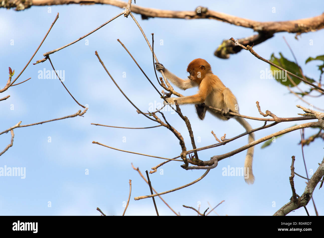 Young Proboscis monkey standing on tree branches in the wild Borneo ...