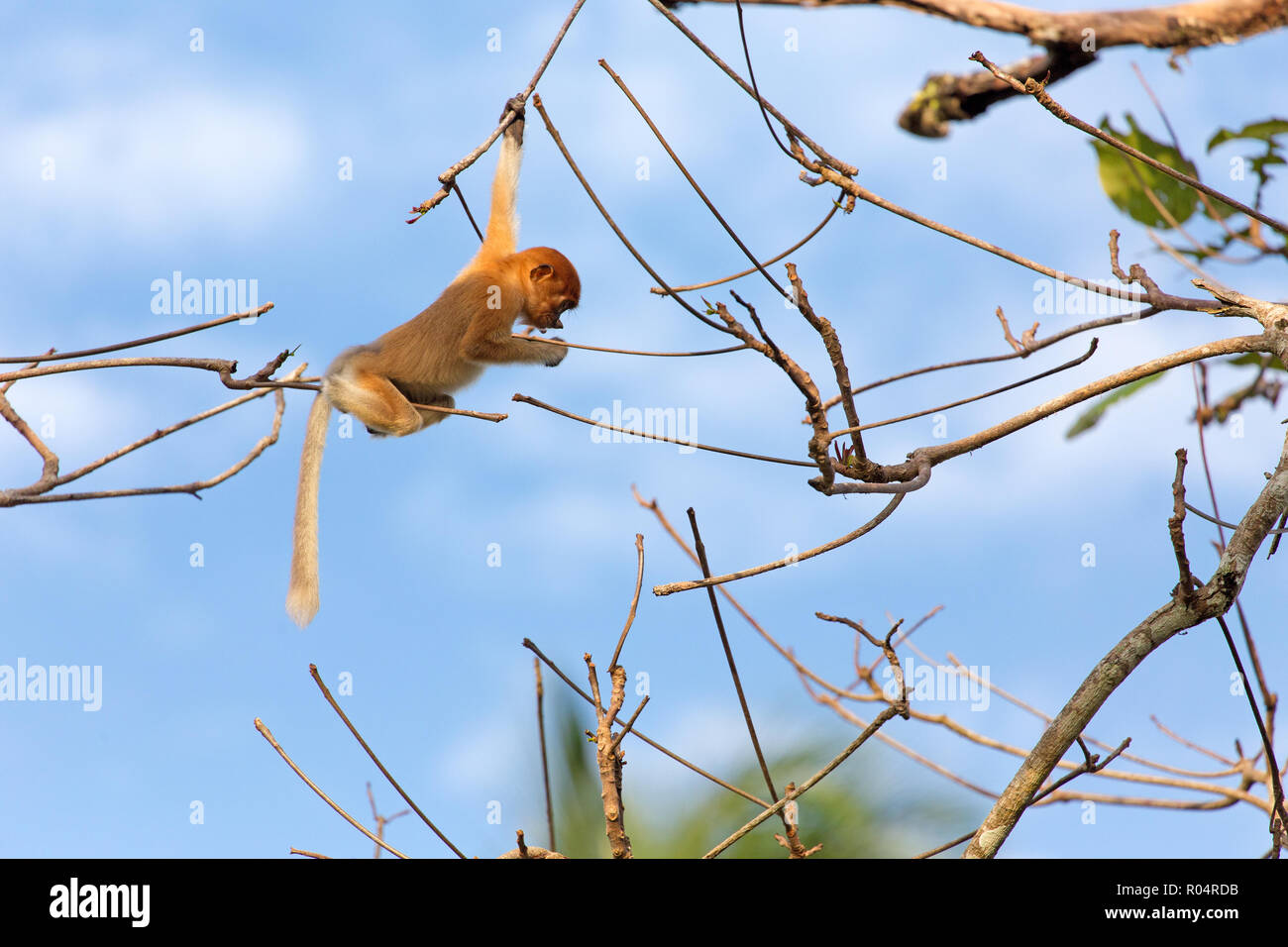 Weird tree branches hi-res stock photography and images - Alamy