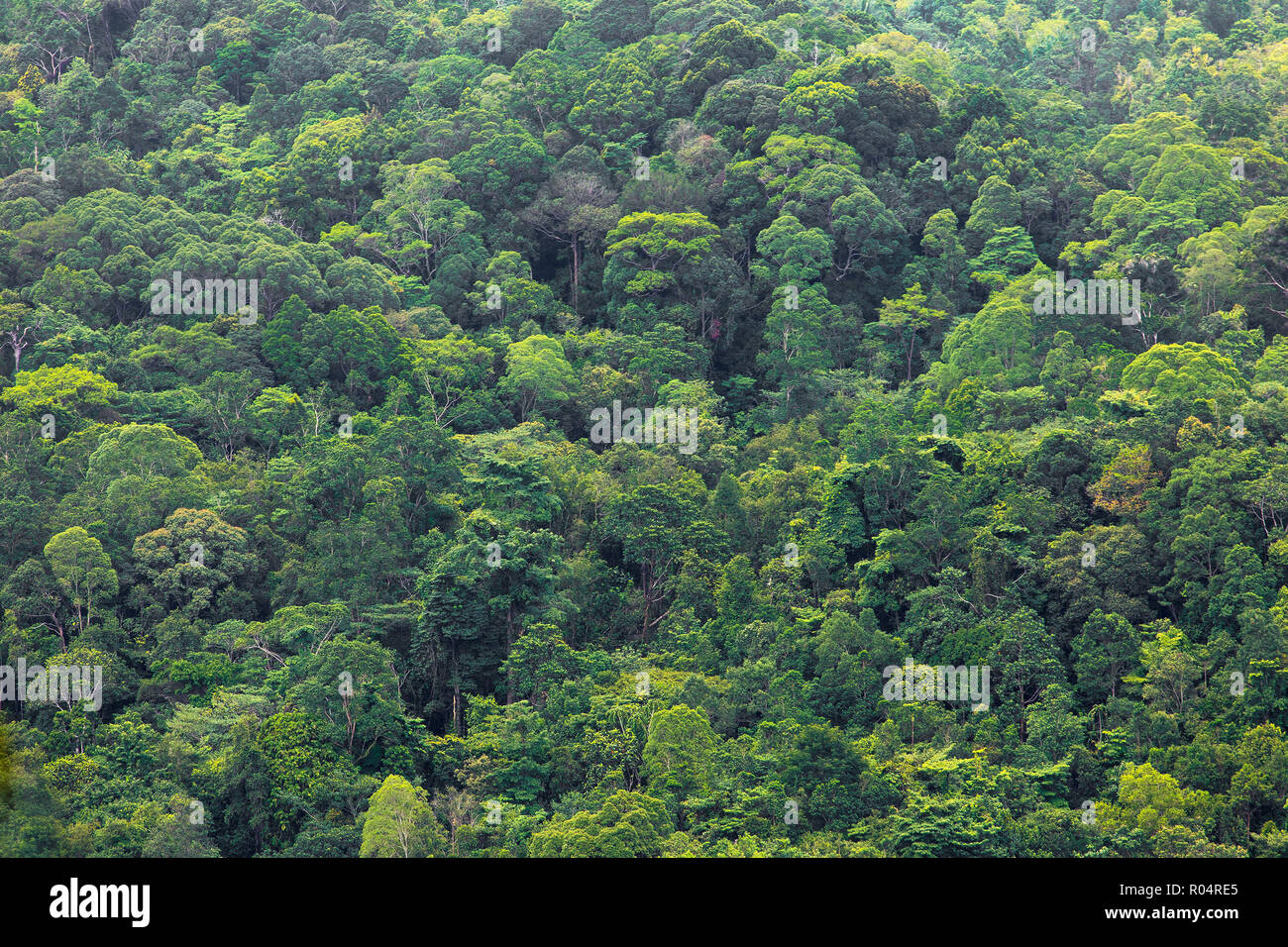 Tropical rainforest in the kubah national park, Malaysia, Borneo Stock ...