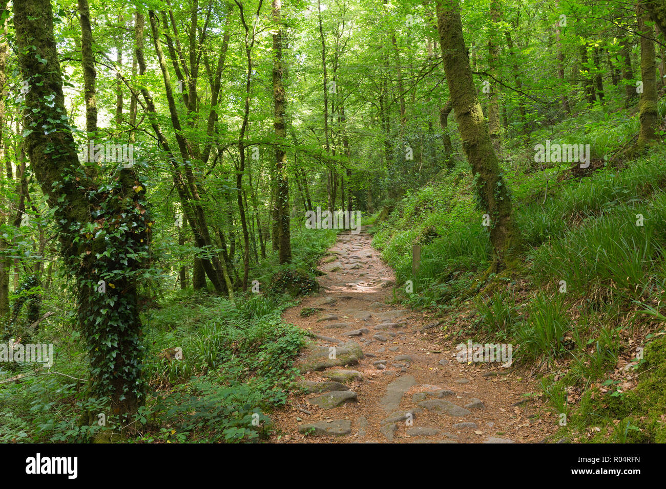 Green temperate forest in Brittany, France Stock Photo - Alamy