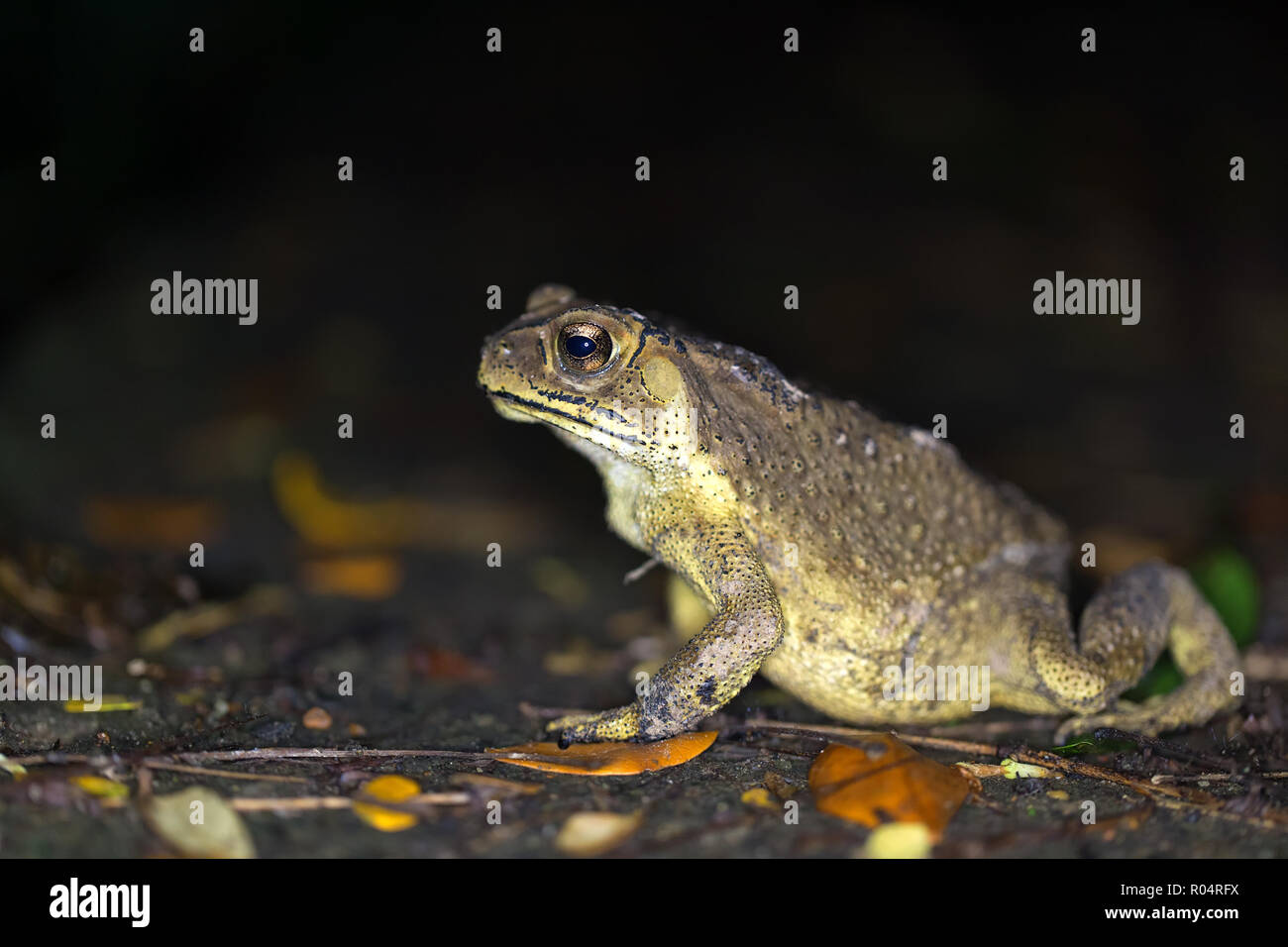 Toad at night hi-res stock photography and images - Alamy