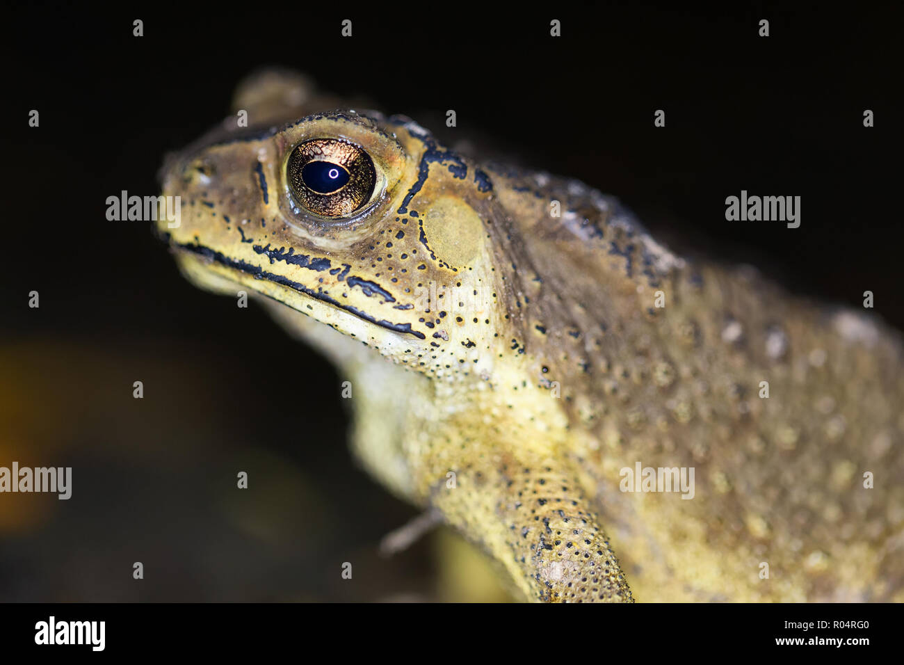 Toad of thailand hi-res stock photography and images - Alamy