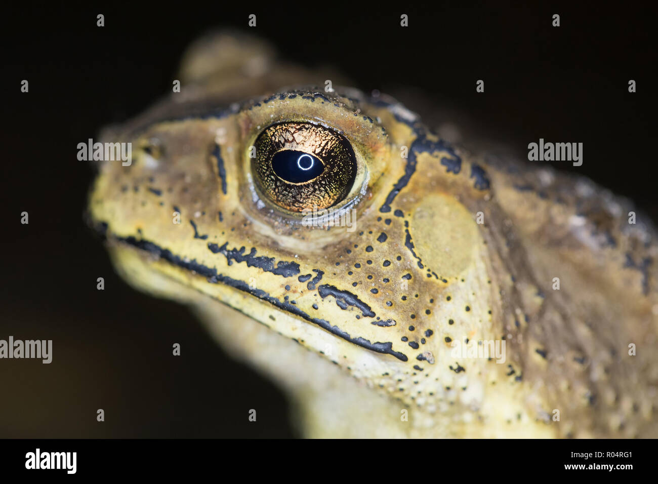 Toad sleeping hi-res stock photography and images - Alamy