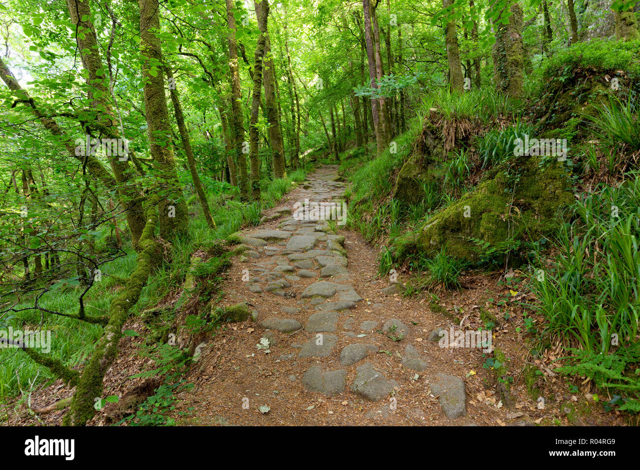 Green temperate forest path in Brittany, France Stock Photo - Alamy