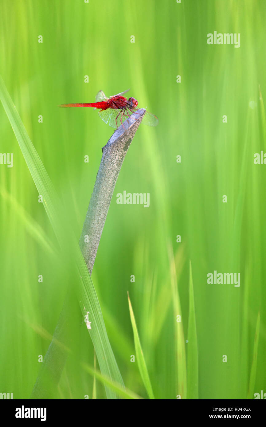 Red dragonfly rice field hi-res stock photography and images - Alamy