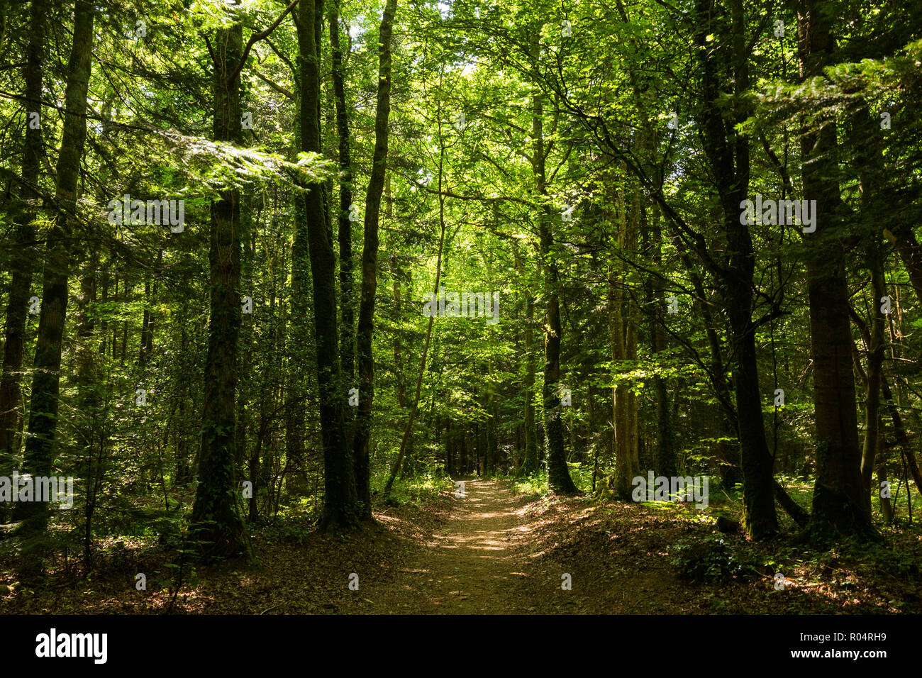 Path in a temperate forest in Brittany, France Stock Photo - Alamy
