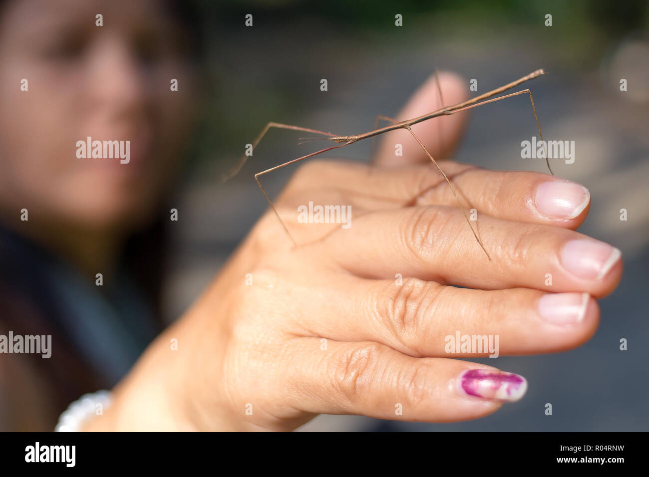 Woman showing tropical skinny stick insect Stock Photo - Alamy