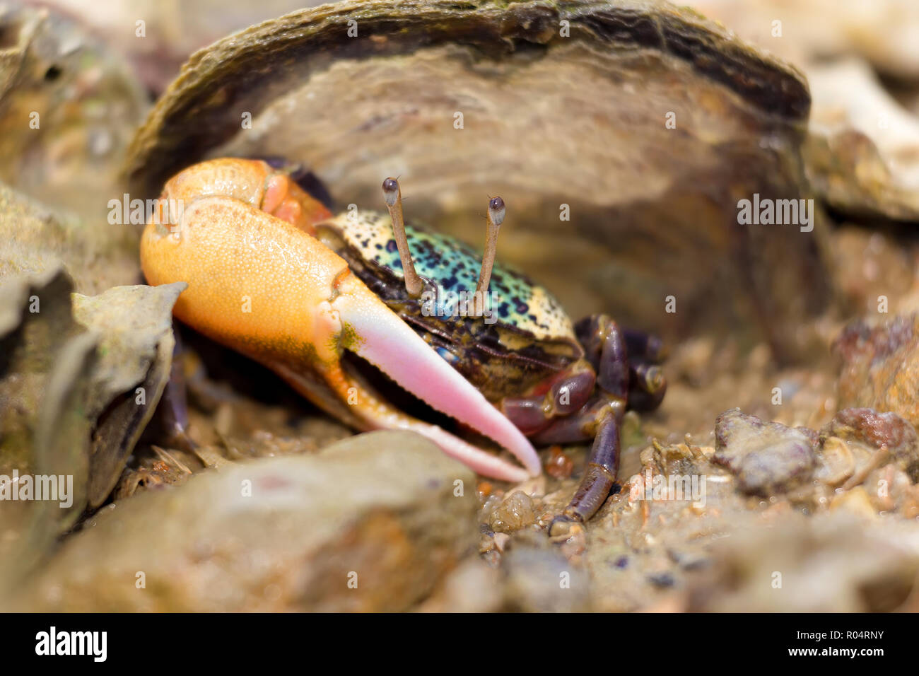 Fiddler crab in mangrove male hi-res stock photography and images - Alamy