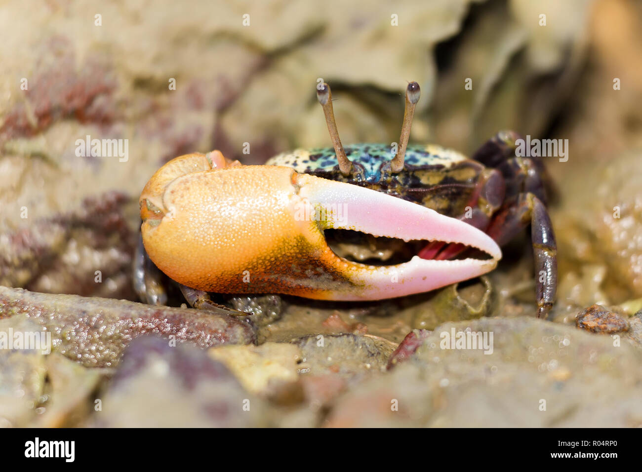 Male blue crab hi-res stock photography and images - Alamy