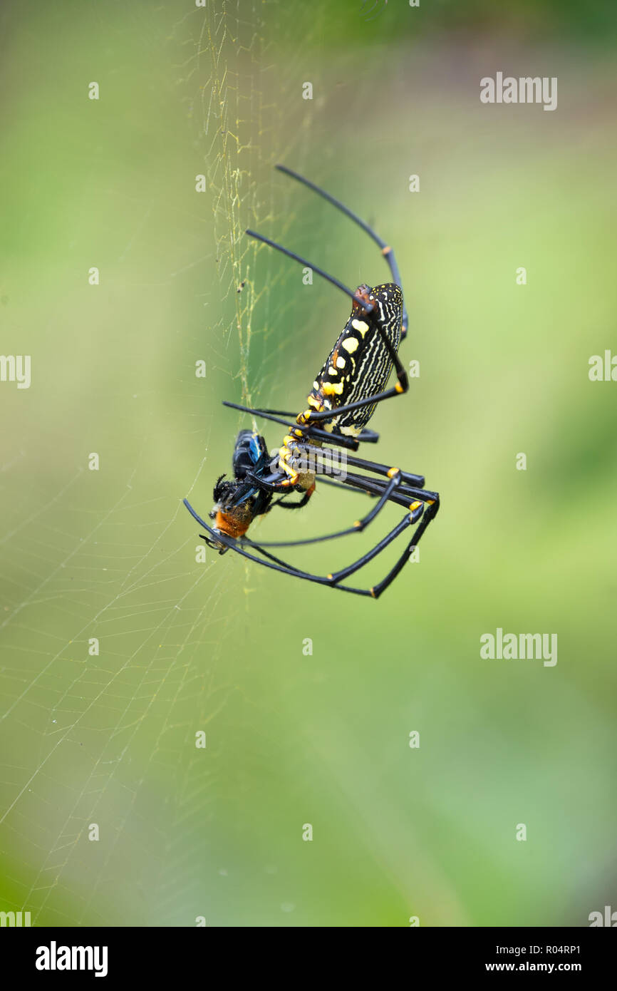Spider eating a big bee hi-res stock photography and images - Alamy