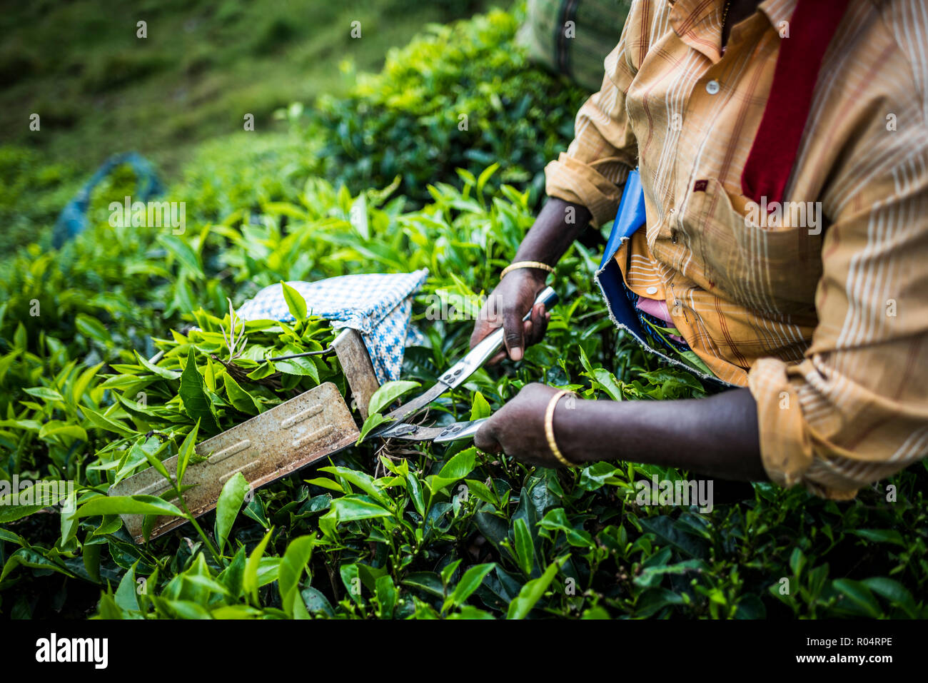Tea pickers on a tea estate in the plantations near Munnar in the ...
