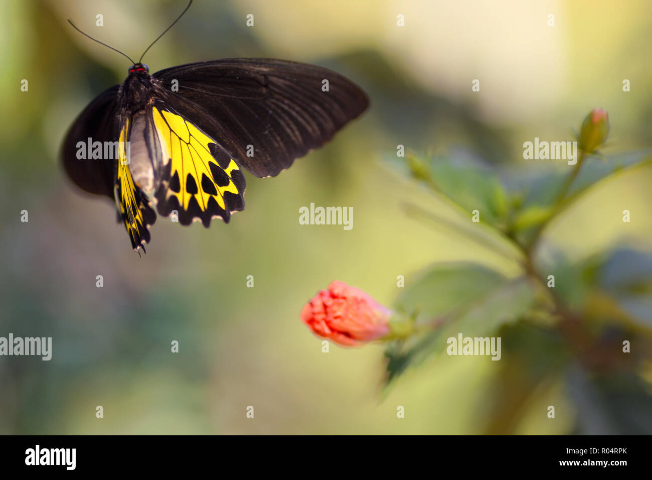 Golden birdwing butterfly motion in flight Stock Photo - Alamy