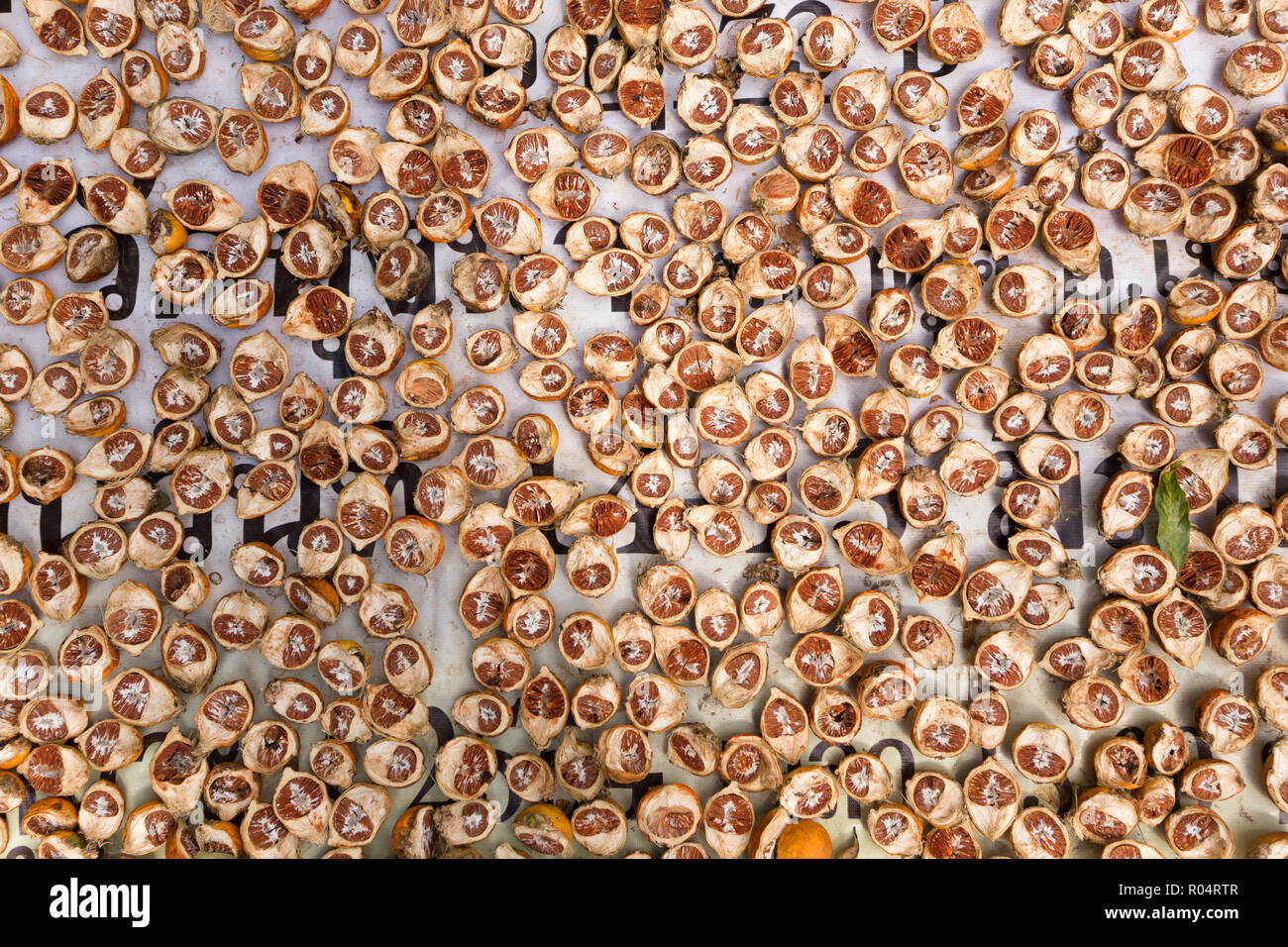 Betel nuts (areca), drying under the tropical sunlight, Thailand Stock ...