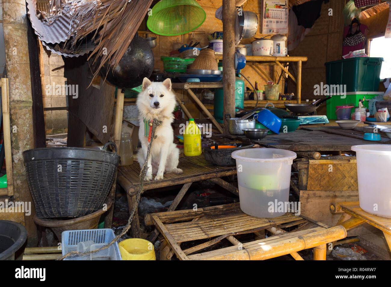 Dog in a traditional and messy Thai kitchen Stock Photo - Alamy