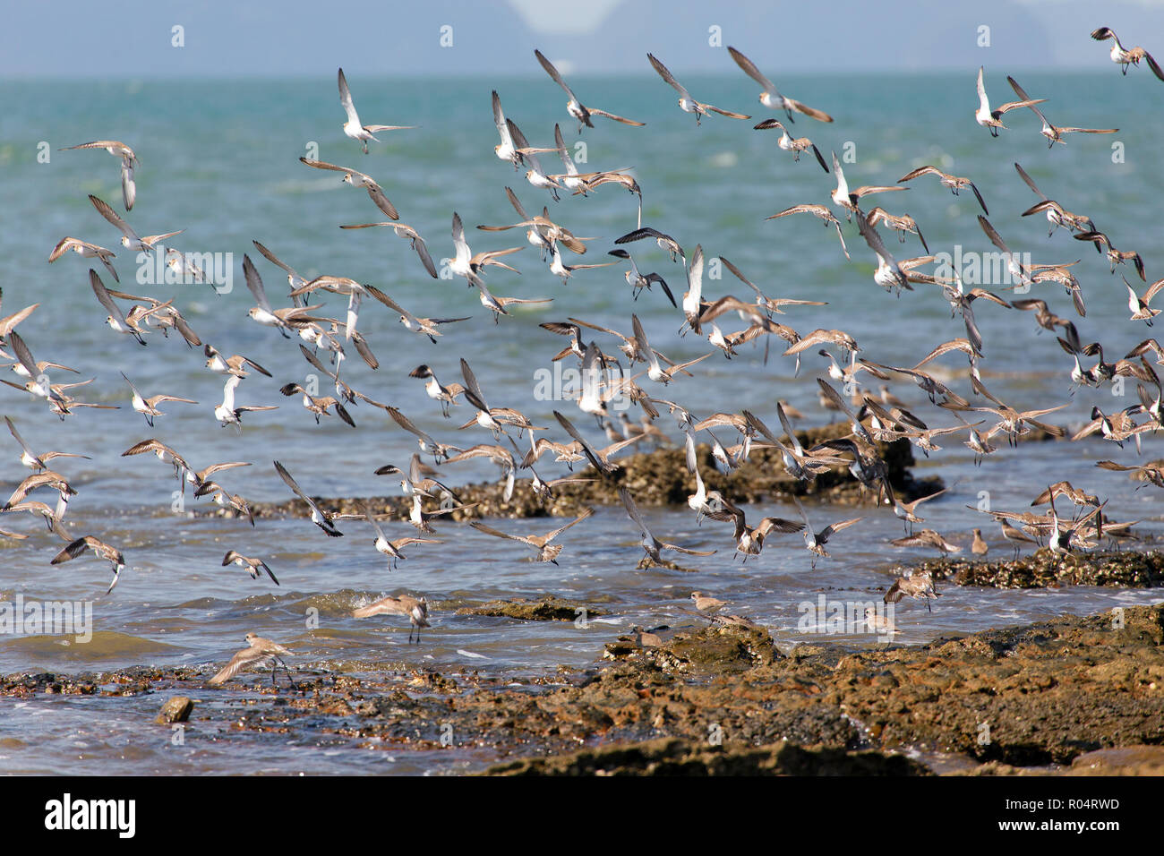 Sandpipers in asia hi-res stock photography and images - Alamy