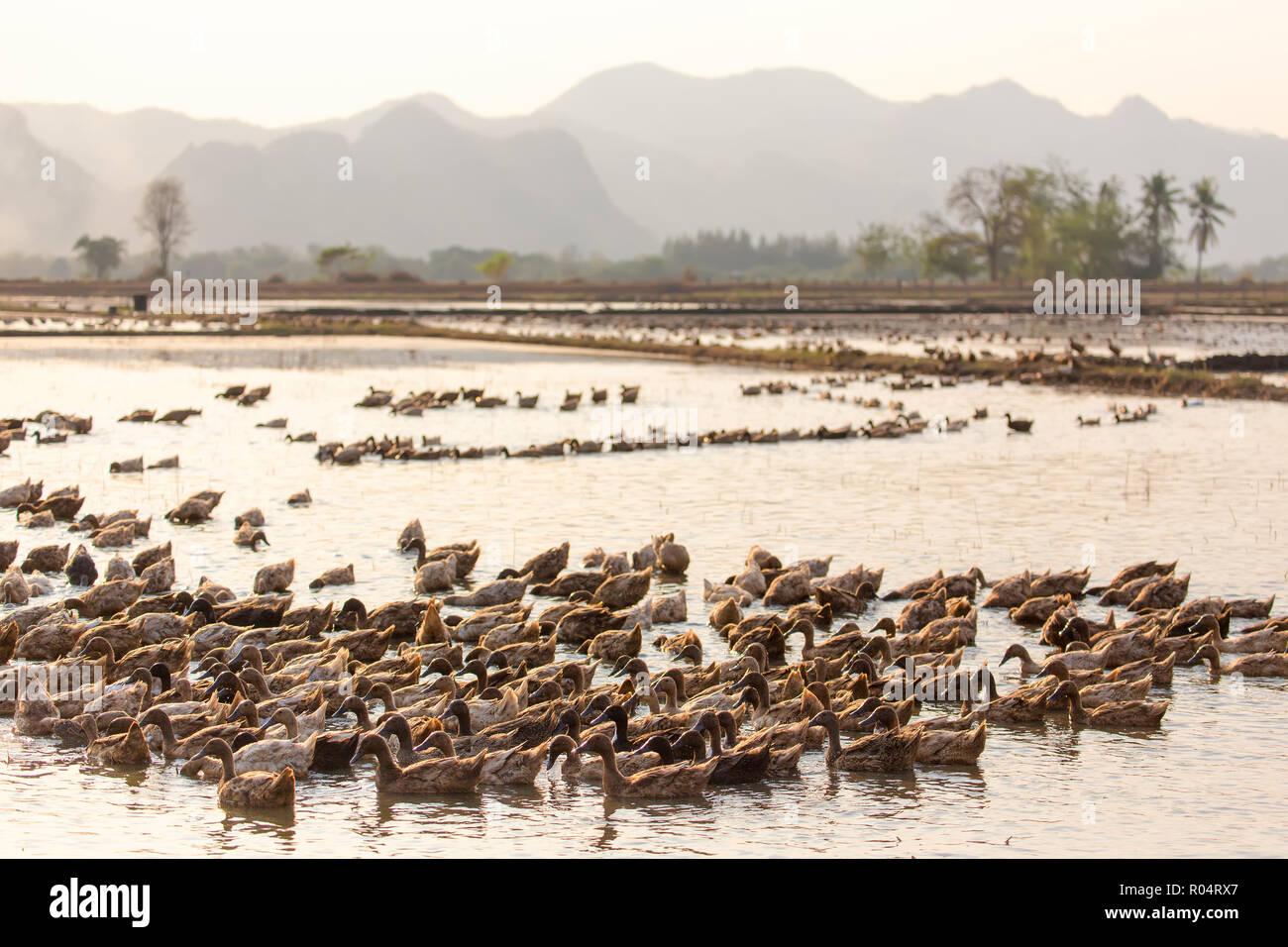 Farm ducks group swimming in the muddy pond in Kanchanaburi, Thailand ...