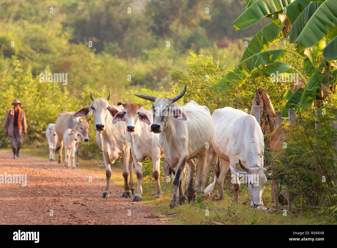 Driving a cow before her hi-res stock photography and images - Alamy
