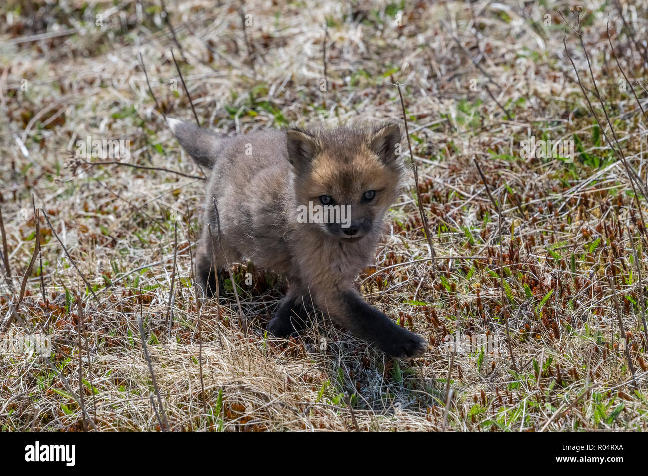 Red fox kits running around hi-res stock photography and images - Alamy