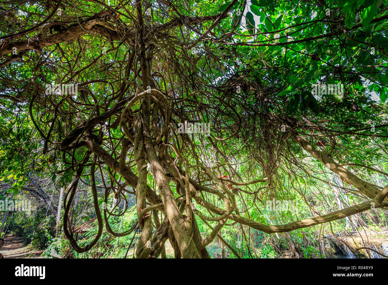 Tangled lianas hi-res stock photography and images - Alamy