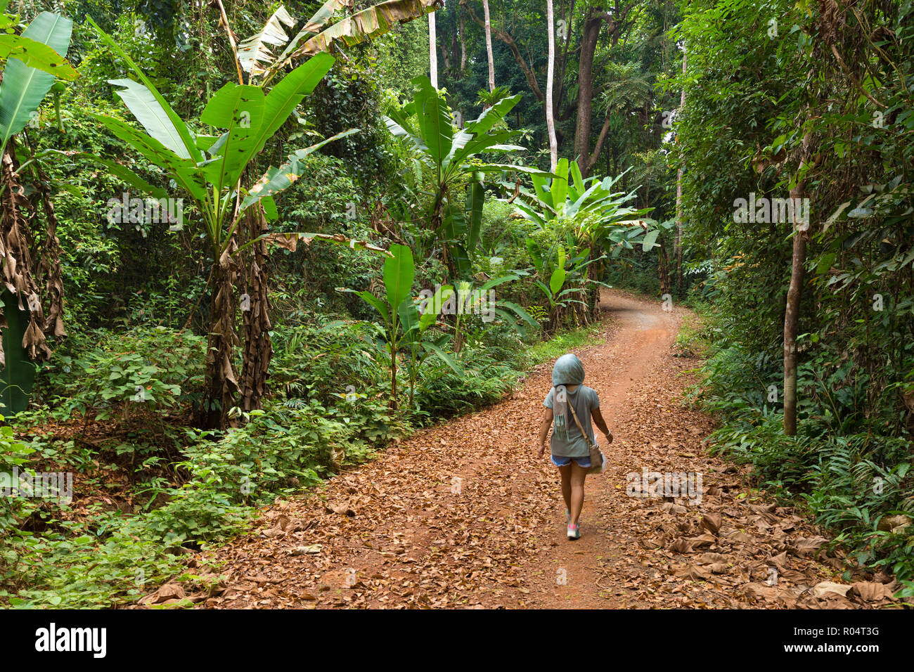 Jungle path hi-res stock photography and images - Alamy