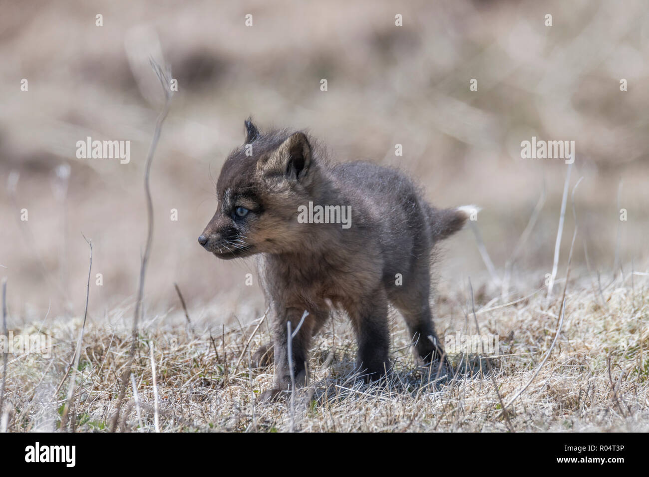 Red fox kits walking around near the entrance to their den, Cape St ...