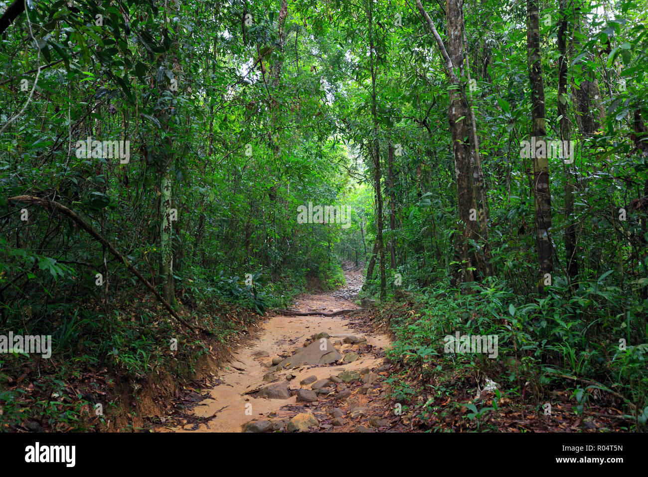 Path in the wet and deep jungle of Ko Mook island in Thailand Stock ...