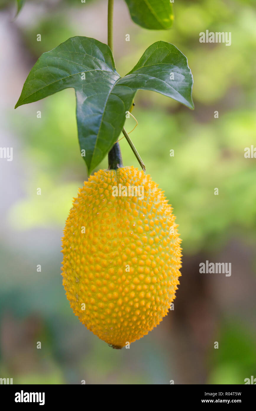 Gac fruit hanging on the vines Stock Photo - Alamy