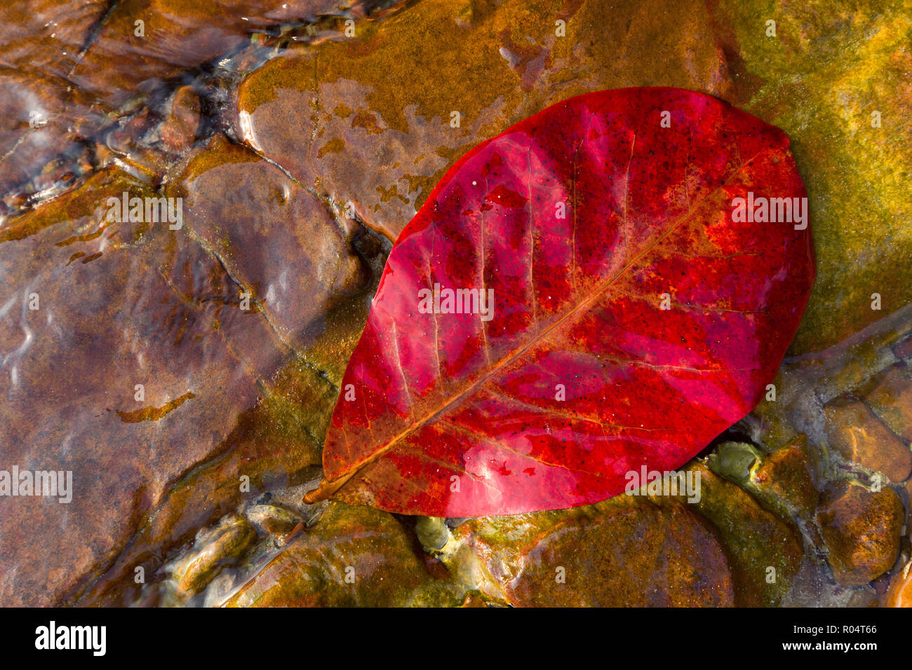 Red leave of Terminalia Catappa over a limestone on tropical seashore ...