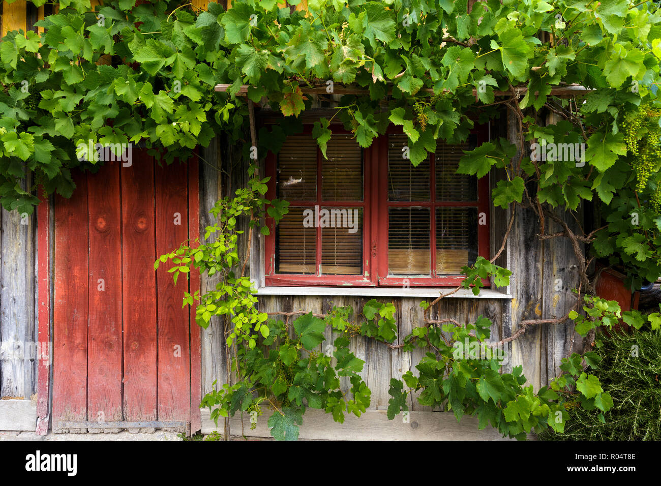 Grapevine climbing on ancient wooden facade in the village of Le Canon ...