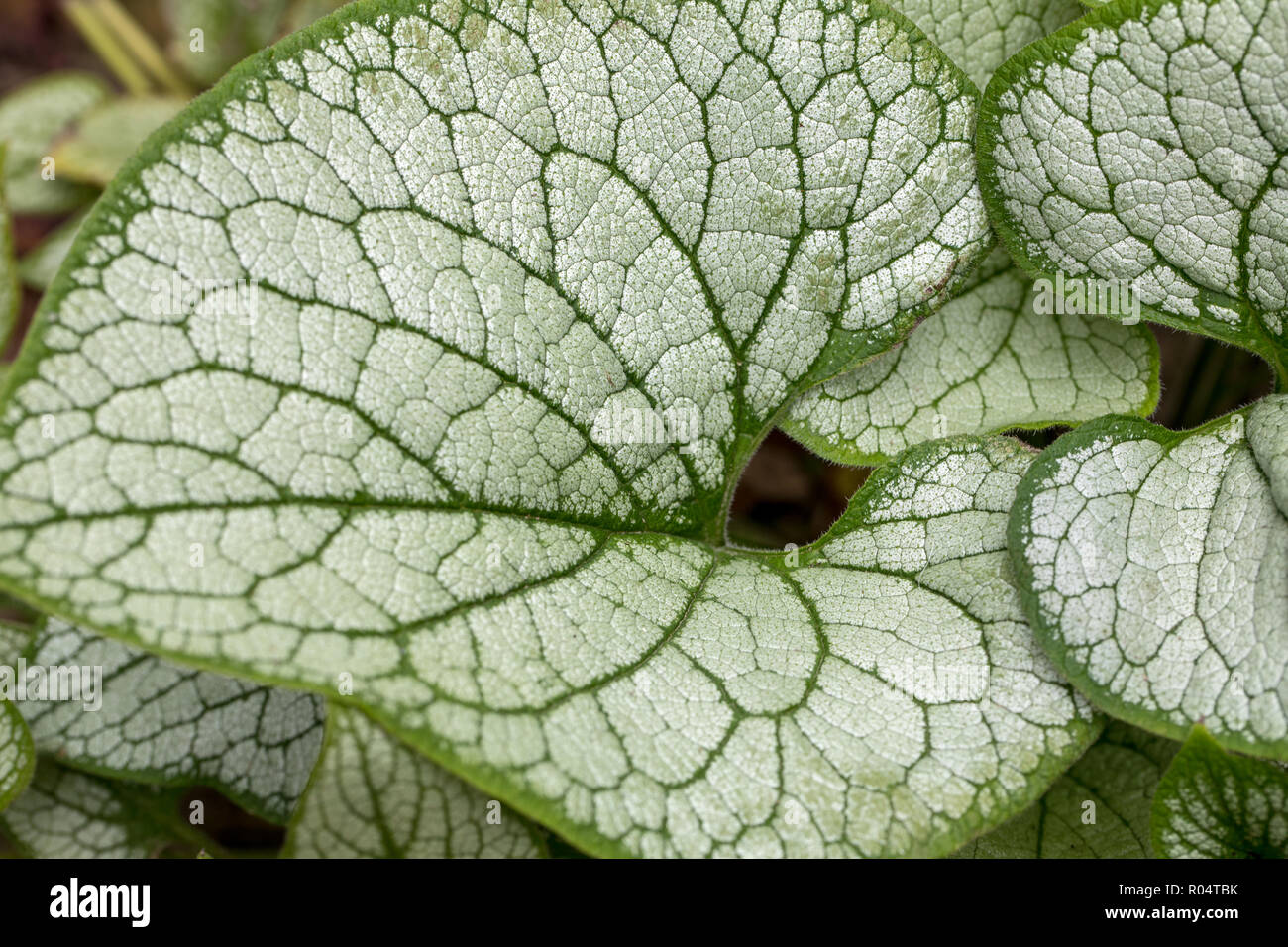 Heartleaf brunnera, Siberian bugloss ( Brunnera macrophylla 'Jack Frost ...
