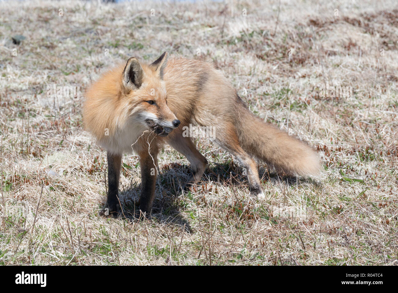 Red Fox adult female at Cape St. Mary's ecological reserve ...