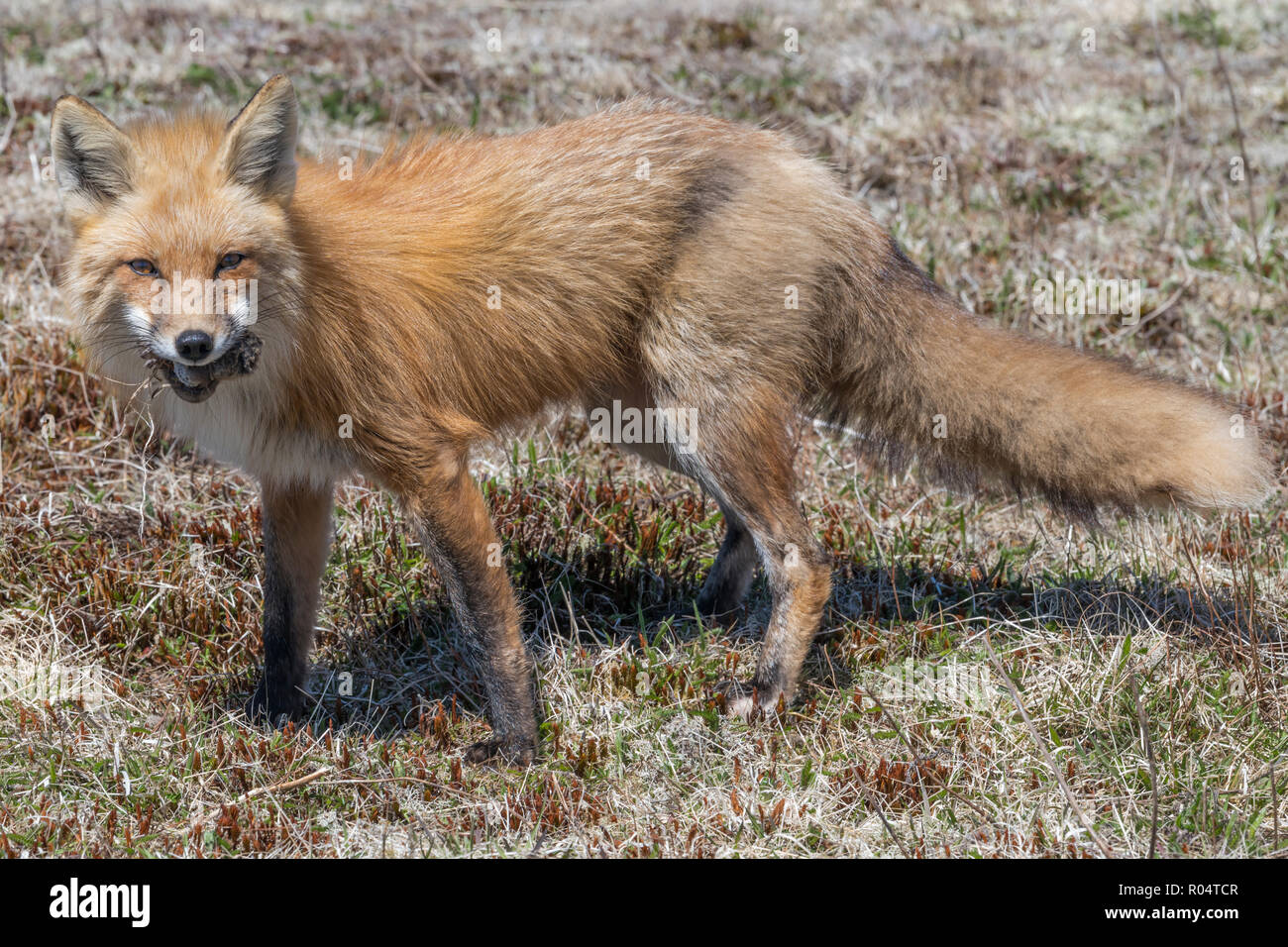 Red Fox adult female at Cape St. Mary's ecological reserve, Newfoundland, Canada Stock Photo - Alamy