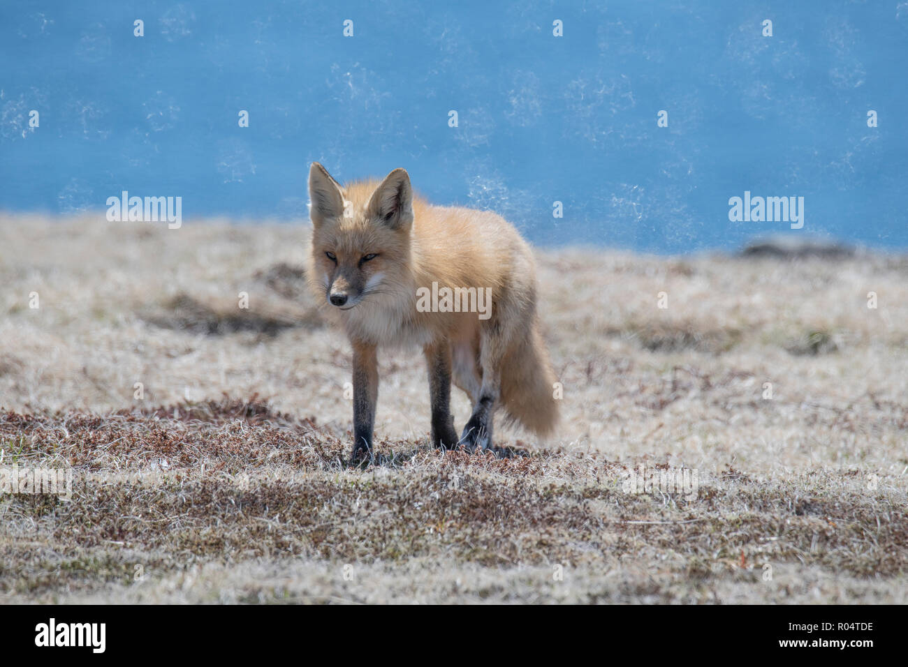 Red fox adult female heading back to her den Cape St. Mary's ...
