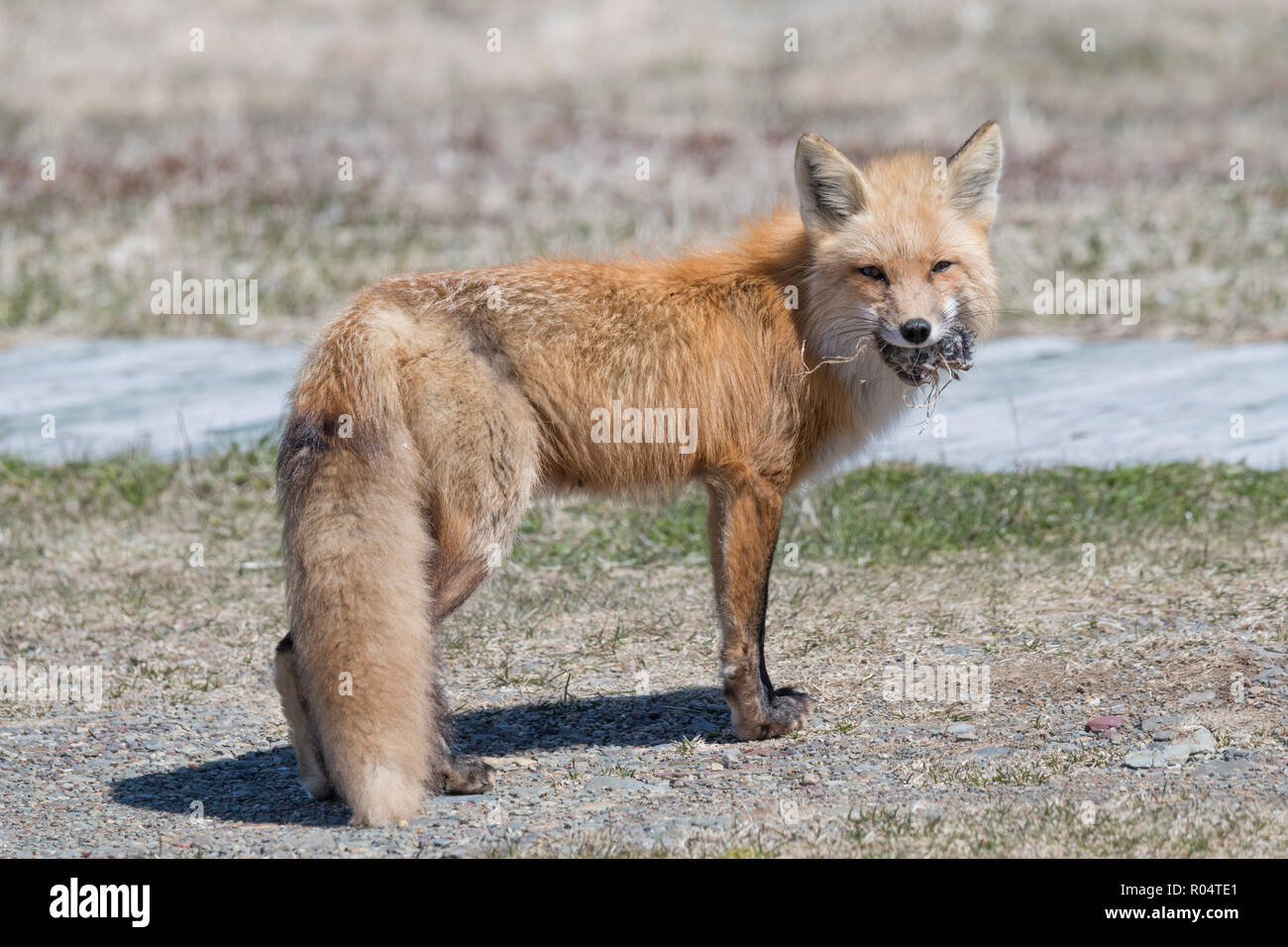 Red fox female carrying a vole she caught in her mouth Cape St. Mary's ...