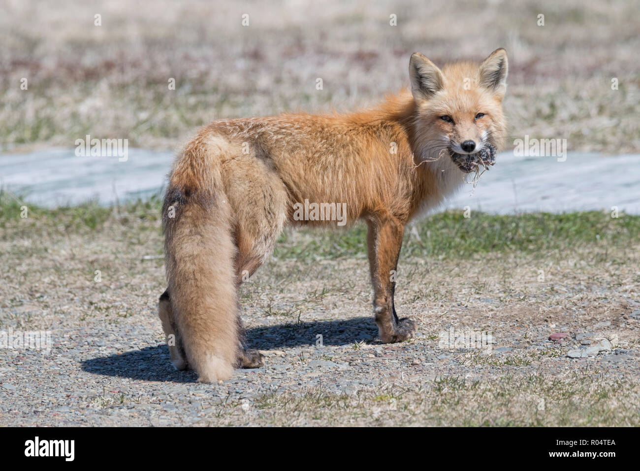 Red fox female carrying a vole she caught in her mouth Cape St. Mary's ...